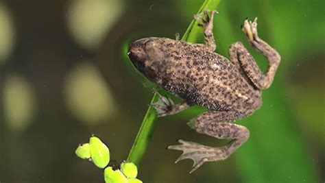 Do African Dwarf Frogs Need A Filter In Their Tank Guide Vacuum