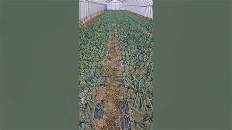 4월에 수확할 양파밭 올해 햇양파가격은 양파 양파수확시기 Youtube