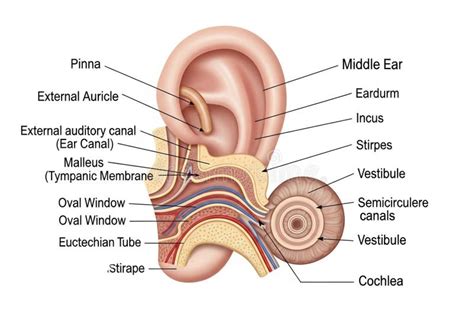 Auricle Pinna Diagram