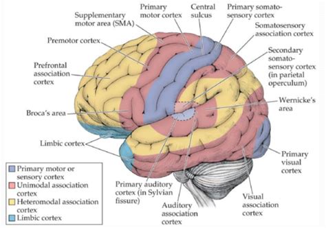 Neuroanatomy Cortex Cn Ii Lab 4 Flashcards Quizlet