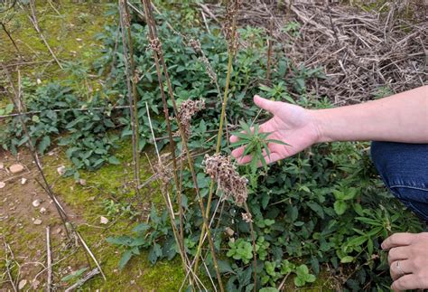 Pot Or Not Busts Highlight Growing Confusion Over Hemp Witf