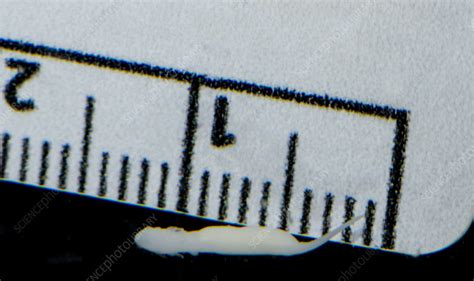 Georgia Blind Salamander Eurycea Wallacei Stock Image C050 4686 Science Photo Library