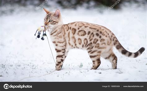 Snow Bengal Cats