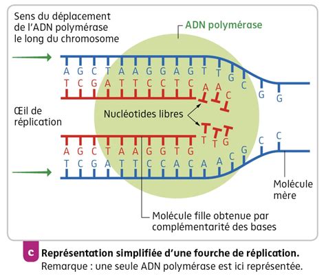 Schéma Replication Adn