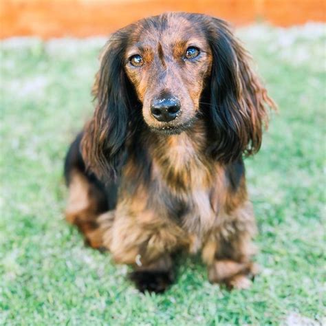 Brindle Dachshund Brindle Dachshund Dachshund Dachshund Puppies