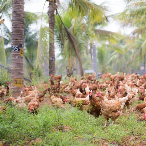 Certified Humane® On Linkedin Certifiedhumane Animalwelfare