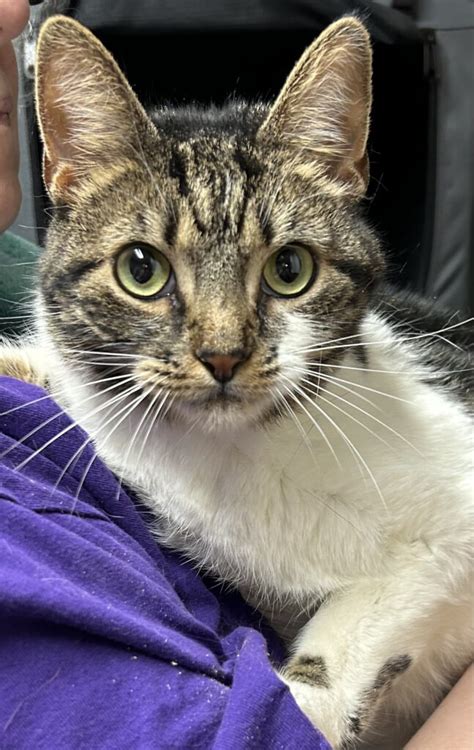 Lily Kitty Connection