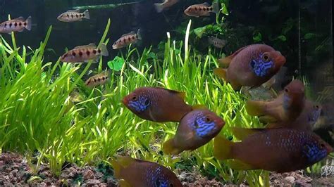 Young Hemichromis Frempongi And Hemichromis Sp Guinea I Community