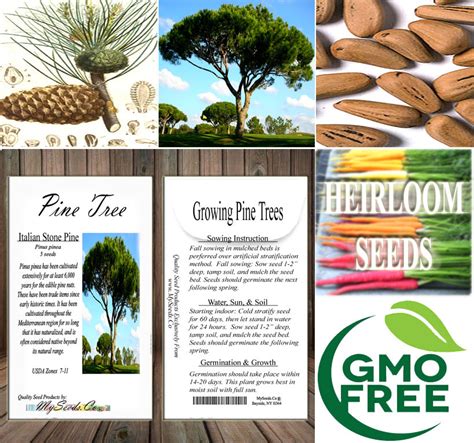 Pinus Pinea Italian Stone Pine Myseedsco