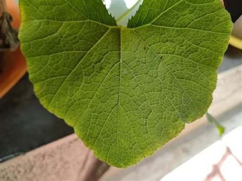 Realme Gt Review An All Rounder At The Right Price Gadgets