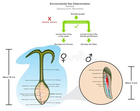 Environmental Sex Determination Infographic Diagram Stock Vector