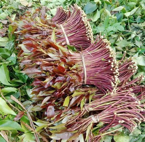 Certification Issues Stall Miraa Farmers Access To Djibouti Market