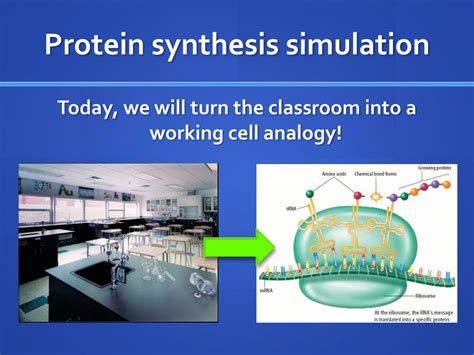 Ppt Protein Synthesis Simulation Powerpoint Presentation Free