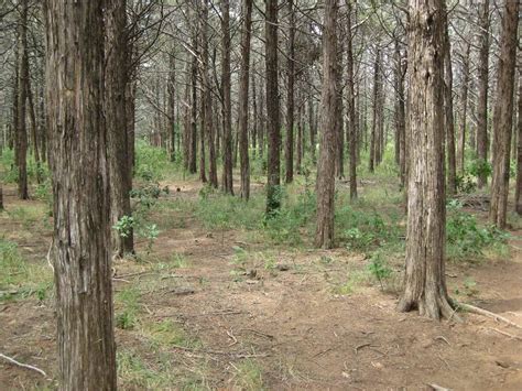 Mysteries Of Oklahomas Parallel Forest Touristsecrets