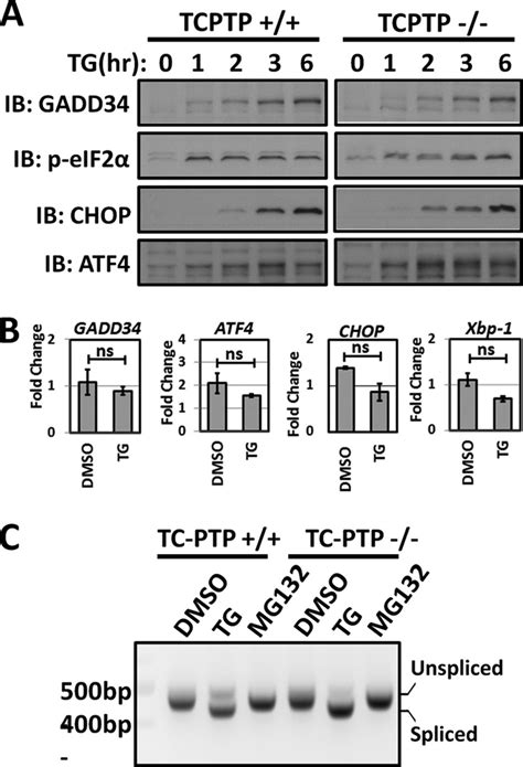 Er Stress Signaling In Tc Ptp And Tc Ptp Mefs Panel A Tc Ptp