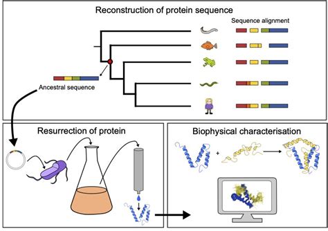 Maria Selmer On Linkedin Postdoc In Protein Evolution Per Jemth At Uu