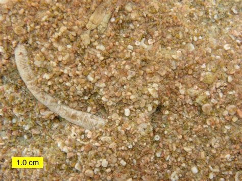 Dunham Classification Wikipedia