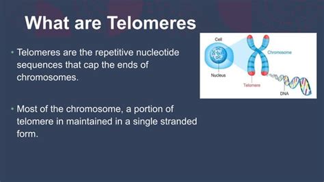 Telomere Replicationpptx