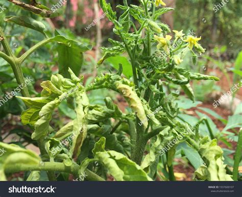 Tomato Plant Leaf Disease Over 3598 Royalty Free Licensable Stock