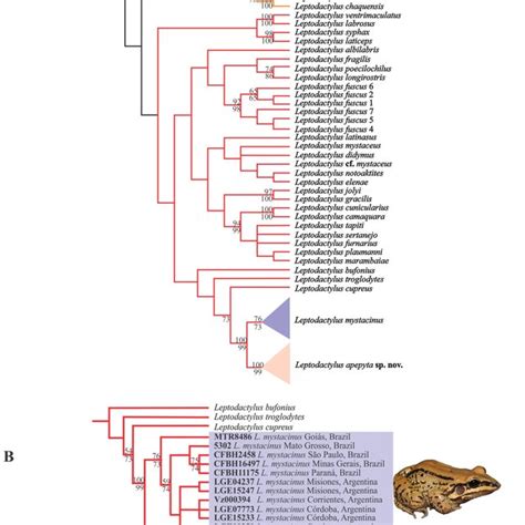 Consensus Tree From Maximum Parsimony Mp Analysis A Phylogenetic