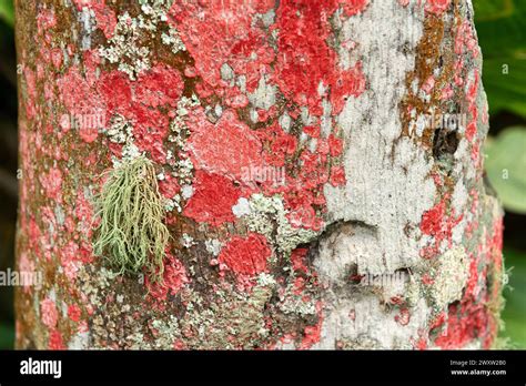 Tree Trunk Covered In Red Lichen An Indicator Of Good Air Quality