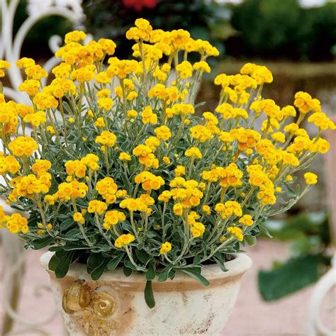 Desert Gold Proven Winners Europe