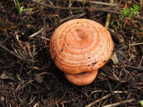 Saffron Milkcap Rocky Mountain Fungi · Inaturalist
