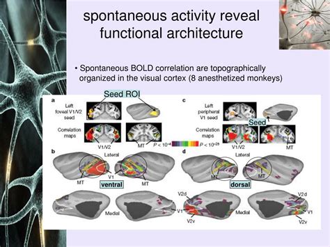 Ppt Spontaneous Activity In The Brain Powerpoint Presentation Free Download Id4163381