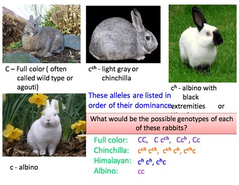 Multiple Alleles Rabbits