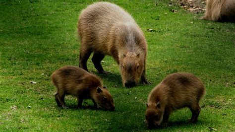 Capybara Sounds What Do These Giant Rodents Sound Like