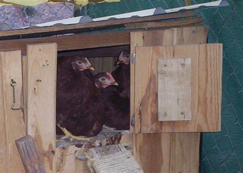 Aint They Cute The Ultimate Answer To Kings