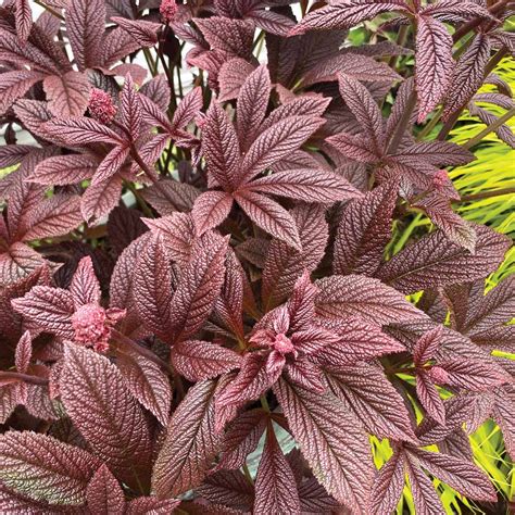 Rodgersia Pinnata Bronze Peacock White Flower Farm