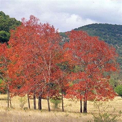 Common Persimmon Tree Bella Jardins Boutique
