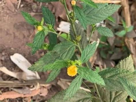 Meaning Of Stubborn Grass At Hannah Rowlandson Blog