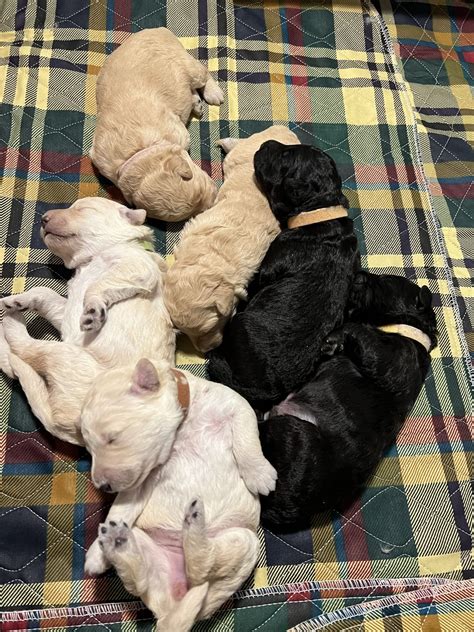 Pumi Puppies Are Expected At Catskill Catskill Pumi