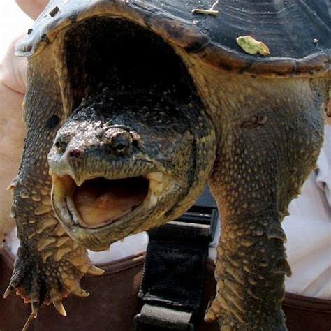 Why Is It Called Alligator Snapping Turtle Diy Seattle