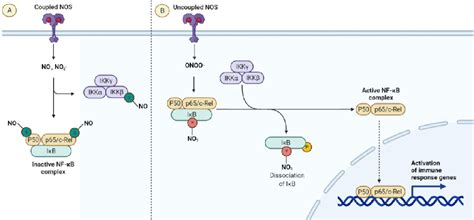 Figure 1 From Biopterin Metabolism And Nitric Oxide Recoupling In Cancer Semantic Scholar