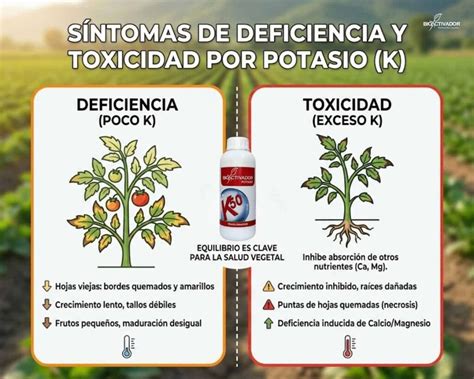 Potasio En Agricultura Funciones Calidad Y Fertilización Bioactivador