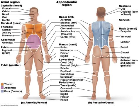 Human Body Anatomical Chart Minimalist Chart Design