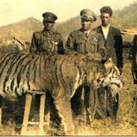 Caspian Tiger Facts Panthera Tigris Virgata Extinct Tiger Mad