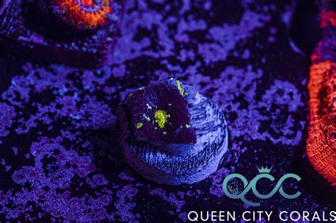 Easter Egg Chalice Wysiwyg Queen City Corals