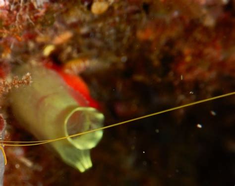 Yellow Sea Squirt Ciona Edwardsi