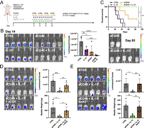Il 15 Synergizes With Cd40 Agonist Antibodies To Induce Durable