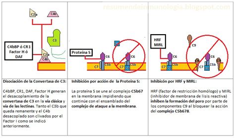 Resumen De Inmunología Regulación Del Sistema Del Complemento