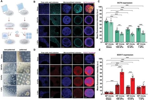 Scientists Use Of Hydrogel Materials Leads To Stem Cells Developing