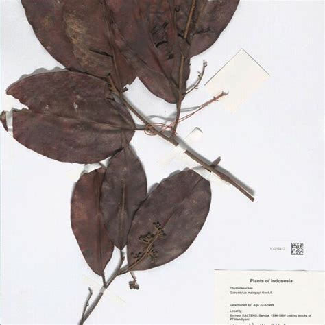 Gonystylus Maingayi Care Guide Water Soil And Propagation Plantiary