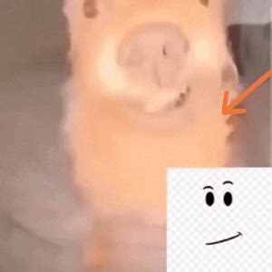 Roblox Face Dog Roblox Dog  Roblox Face Dog Roblox Dog Funny Dog
