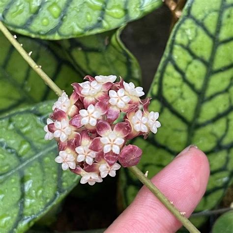 Hoya Callistophylla Wax Vine Plant Exotic Rare Plant Collector