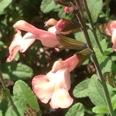 Salvia Microphylla X Greggii Heatwave Glow Glow Peach Mountain Sag