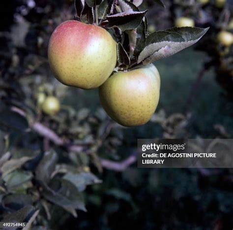 Renetta Photos And Premium High Res Pictures Getty Images